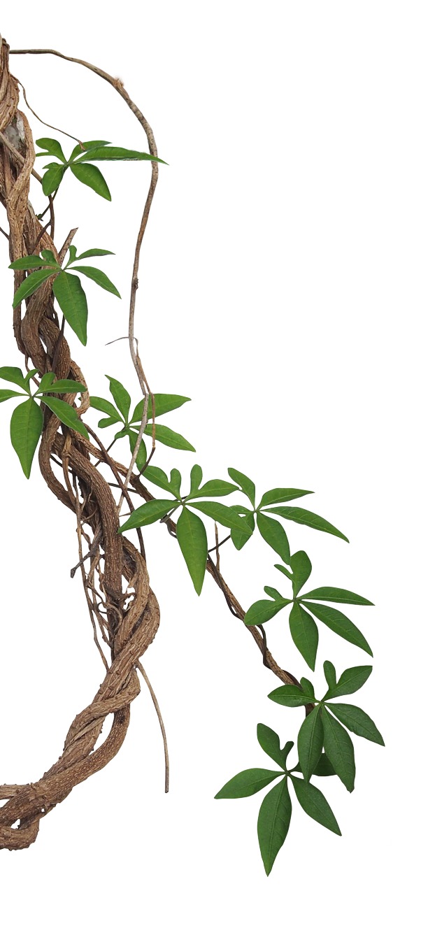 Download Vines Jungle Leaves Royalty Free Stock Illus